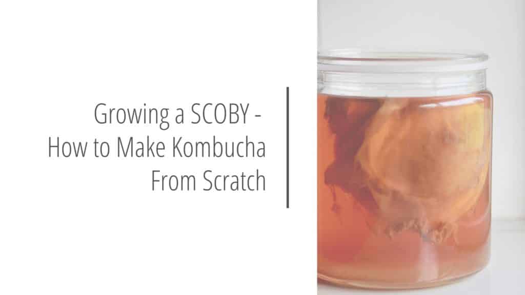 Growing a SCOBY - How to Make Kombucha From Scratch