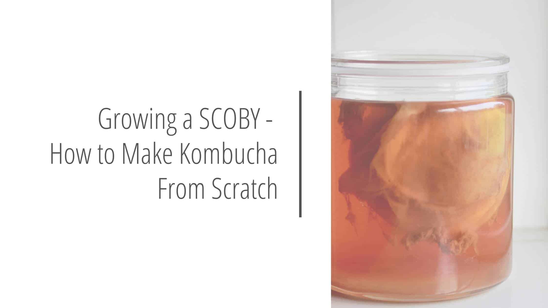 Growing a SCOBY - How to Make Kombucha From Scratch